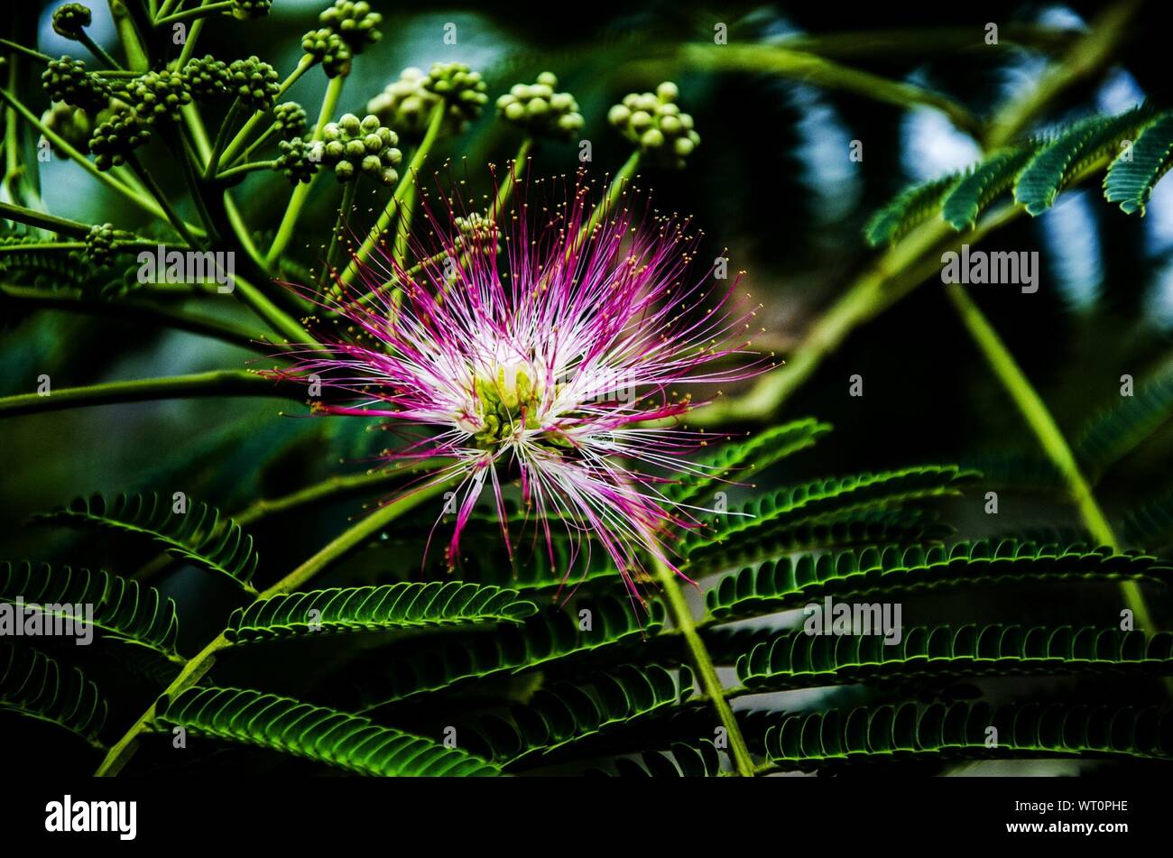 Calliandra Tree High Resolution Stock Photography and Images - Alamy