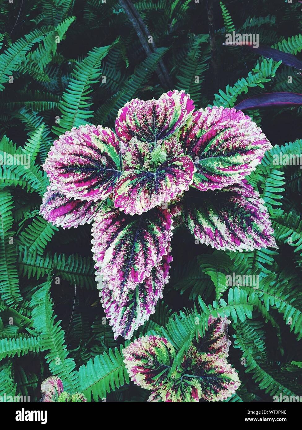 Colorful Ferns High Resolution Stock Photography and Images - Alamy