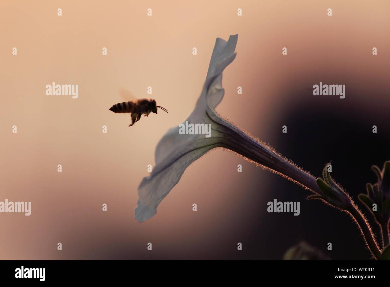 Honey bee flying hi-res stock photography and images - Alamy