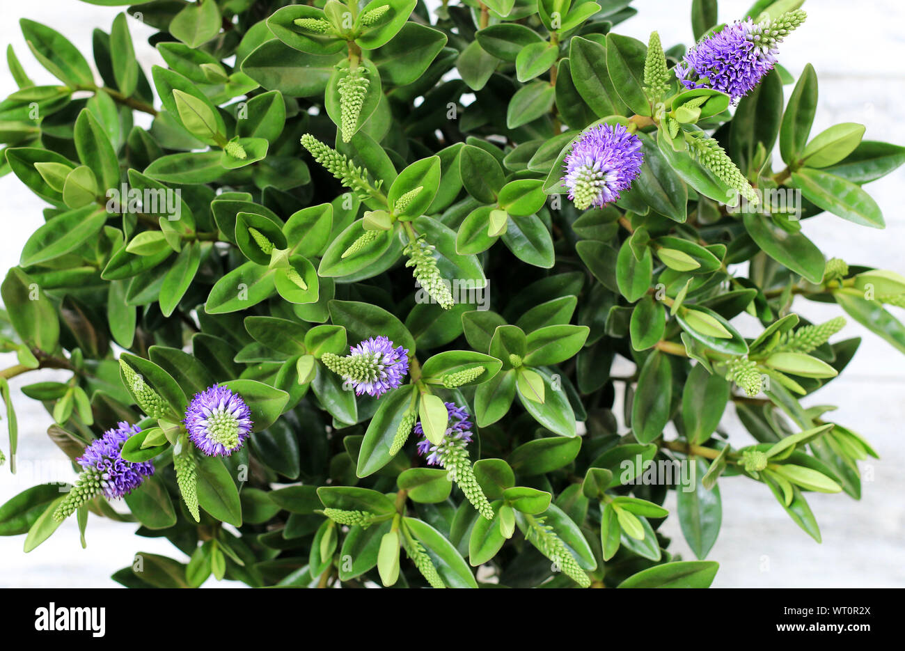 White Hebe Flower High Resolution Stock Photography and Images - Alamy