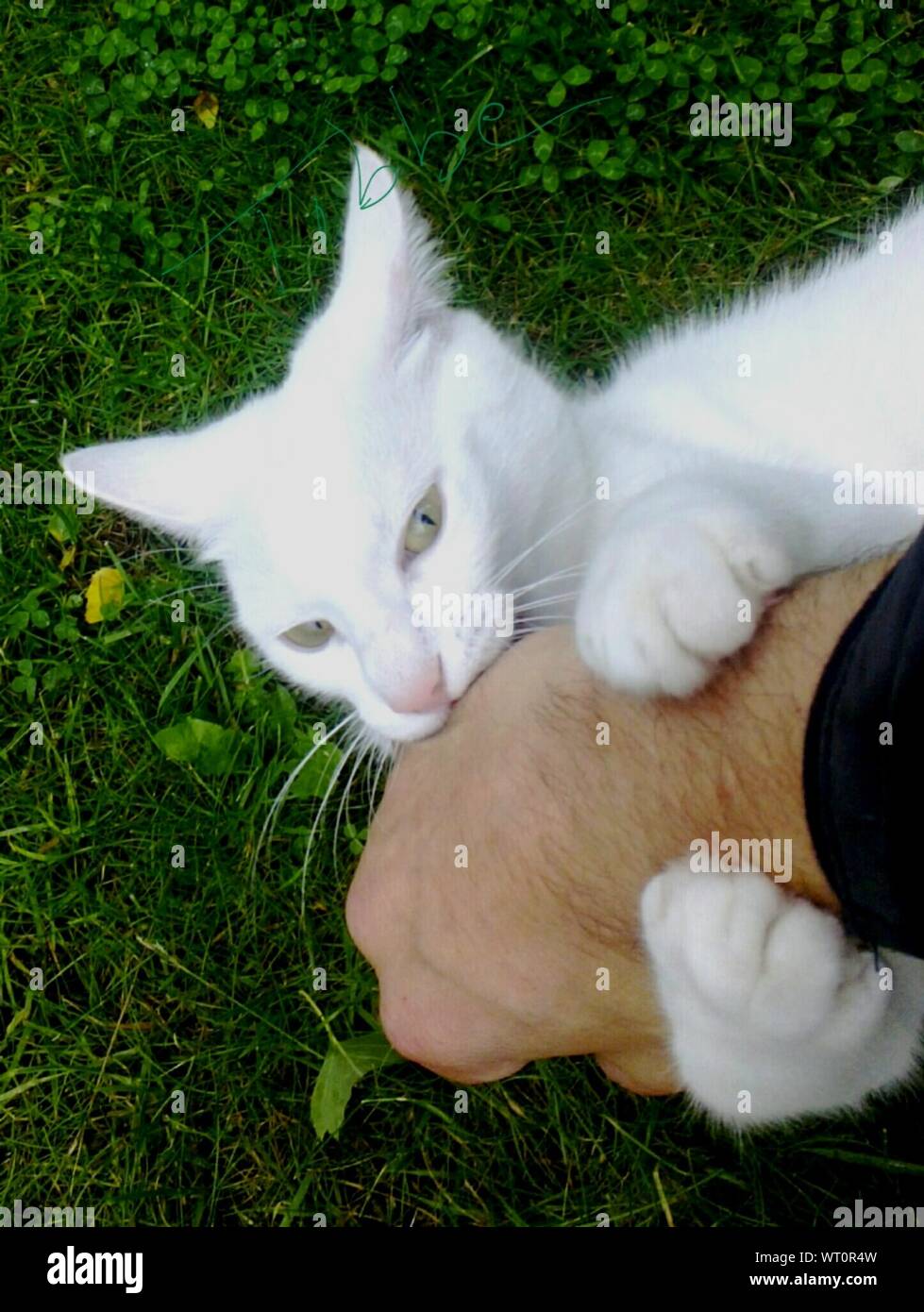 Cat biting human hi-res stock photography and images - Alamy