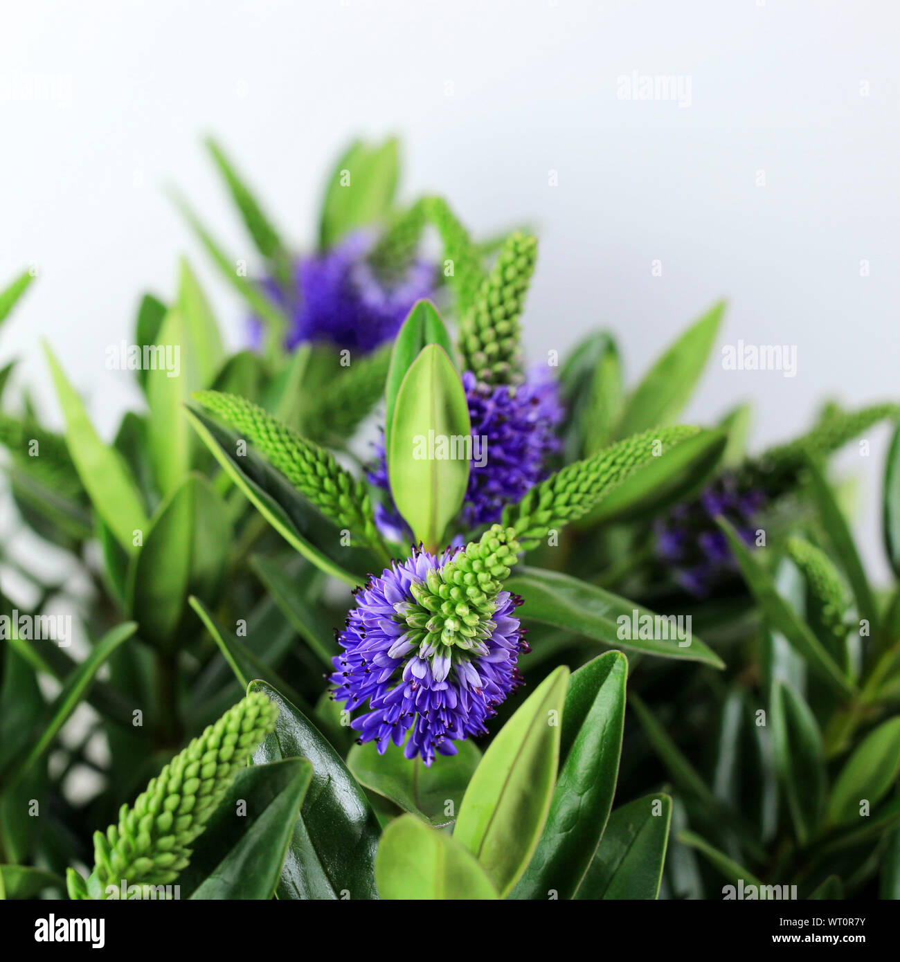 White Hebe Flower High Resolution Stock Photography and Images - Alamy