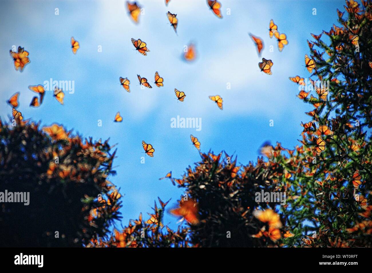 Group of butterflies flying hi-res stock photography and images - Alamy