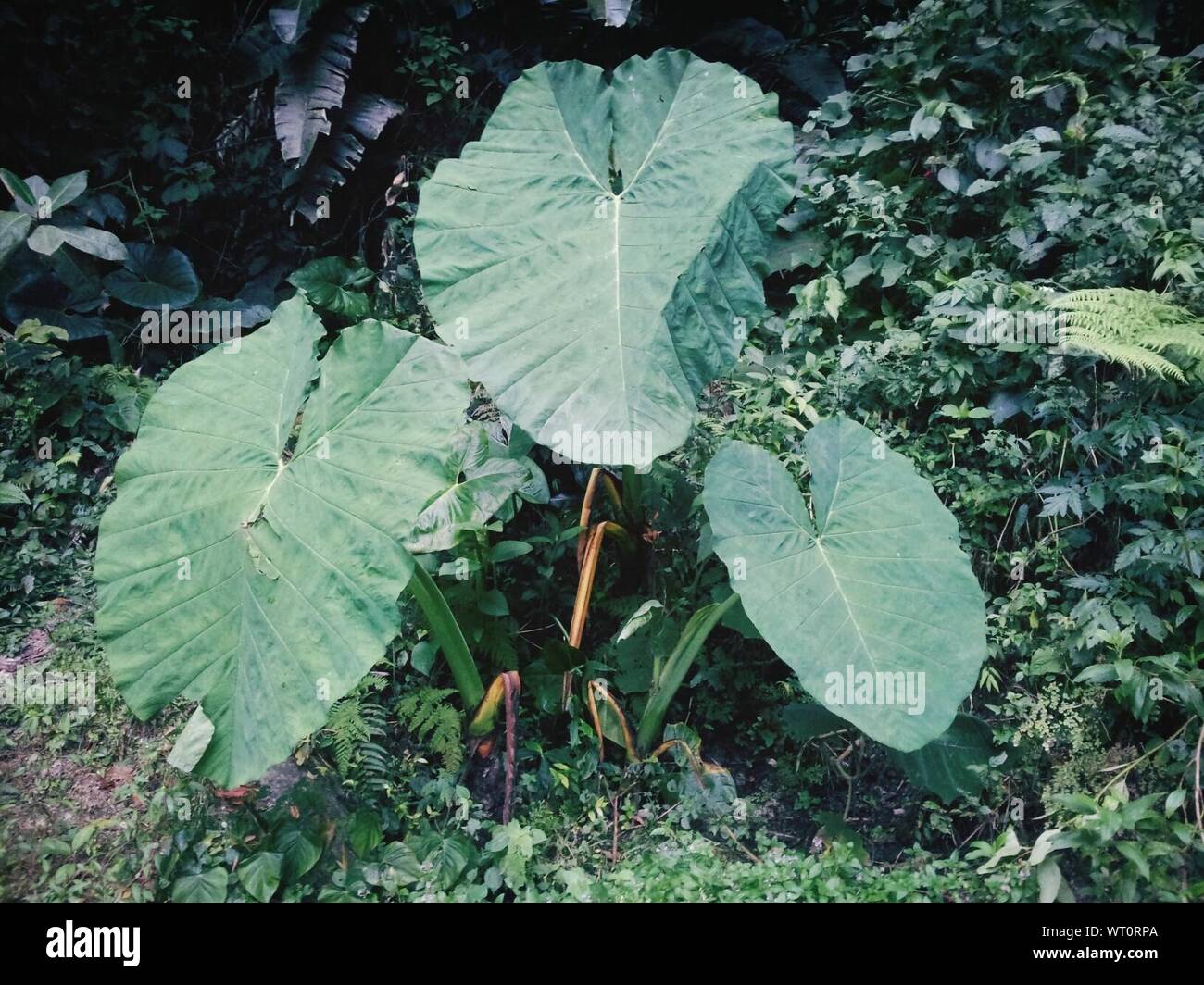 Taro leaves High Resolution Stock Photography and Images - Alamy
