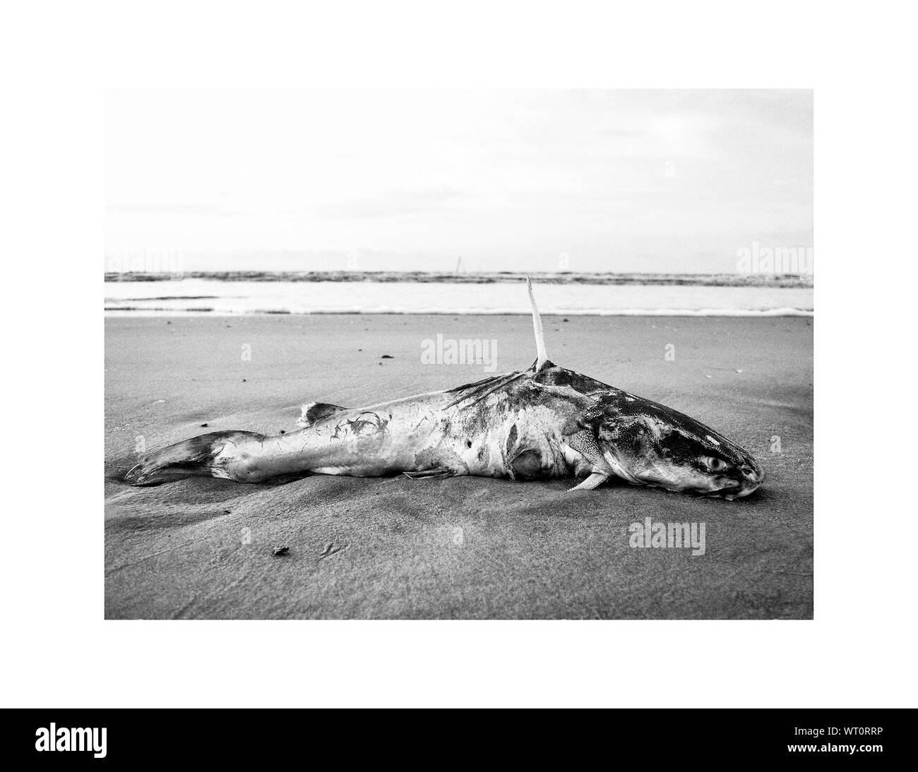 Dead fish beach pollution Cut Out Stock Images & Pictures - Alamy