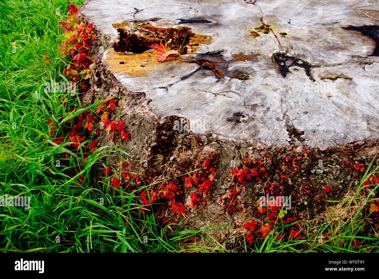 Tree stump with moss and grass hi-res stock photography and images - Alamy