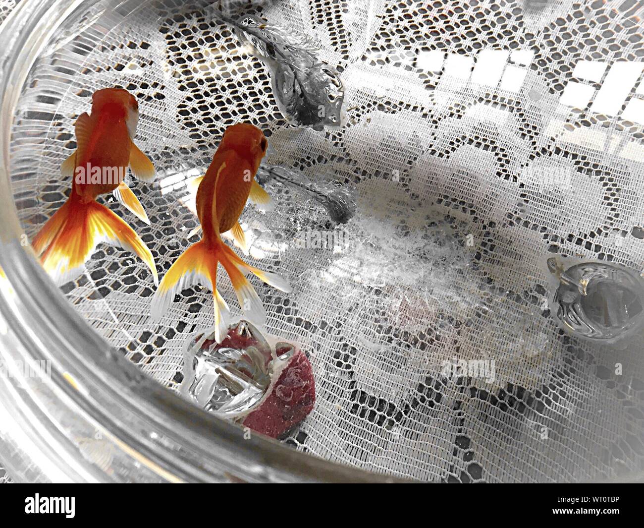 Fishbowl hi-res stock photography and images - Alamy