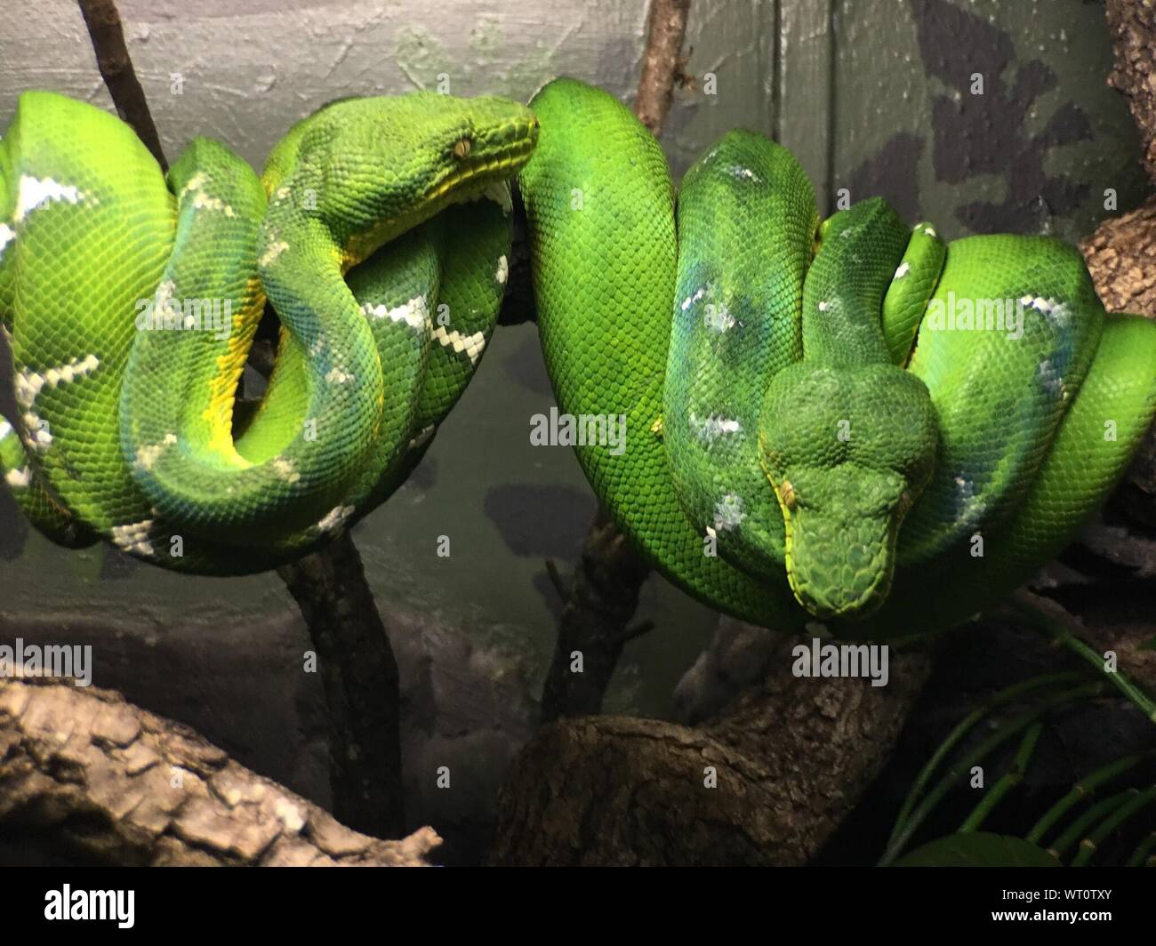 Green tree python coiled hi-res stock photography and images - Alamy
