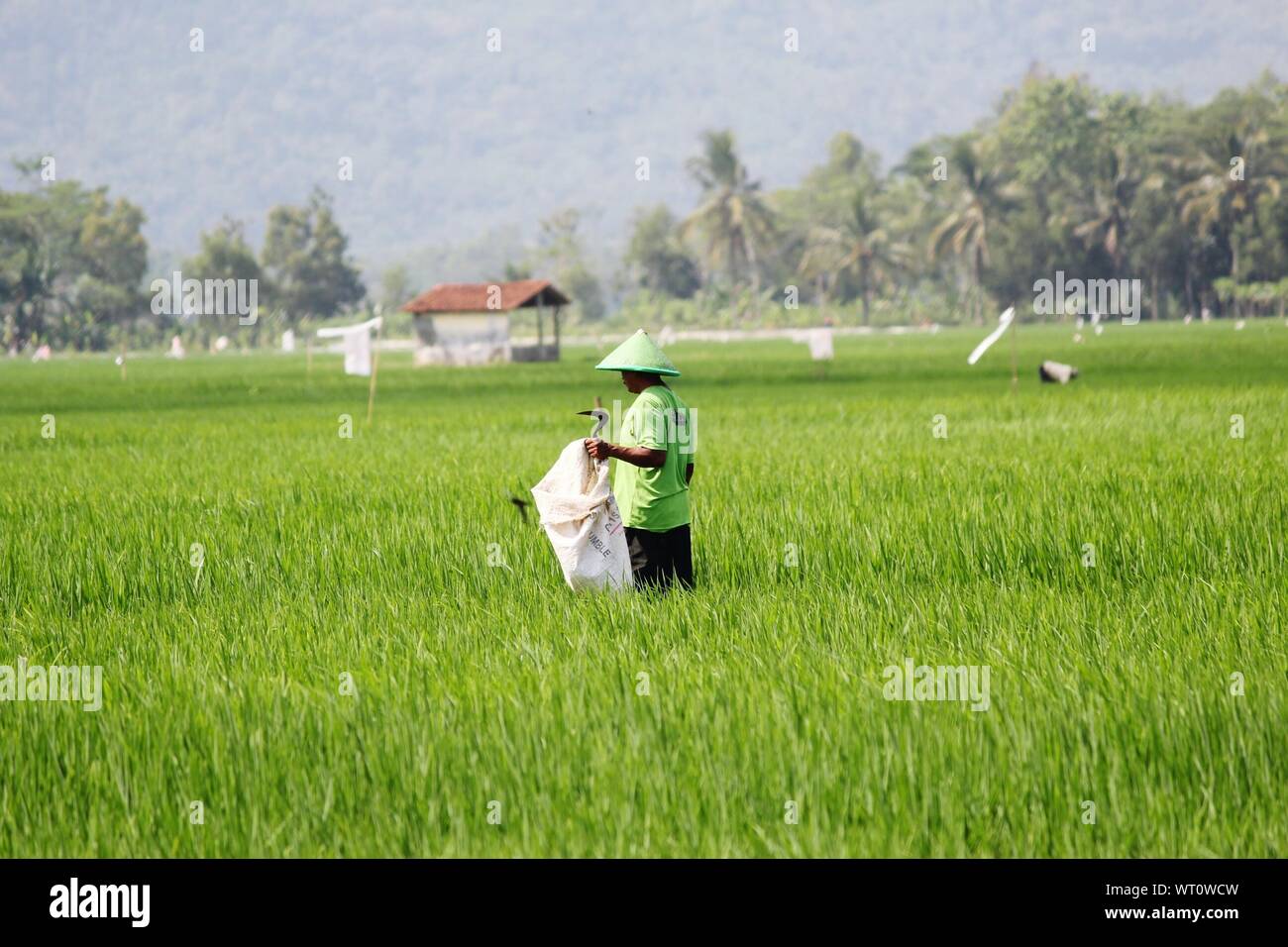 Sack Of Rice High Resolution Stock Photography and Images - Alamy