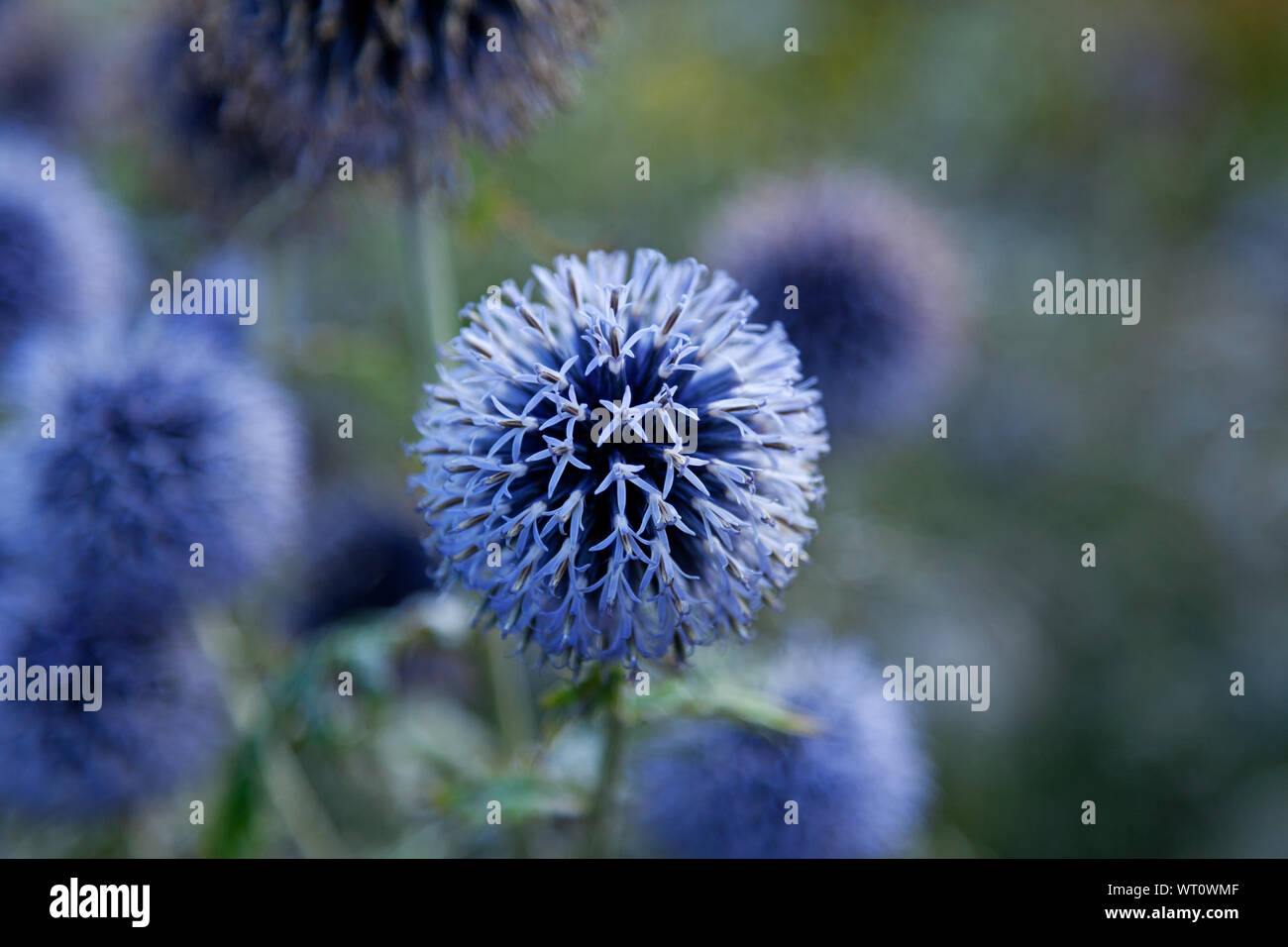 small blue flowers sitting together in a ball that forms a larger ...