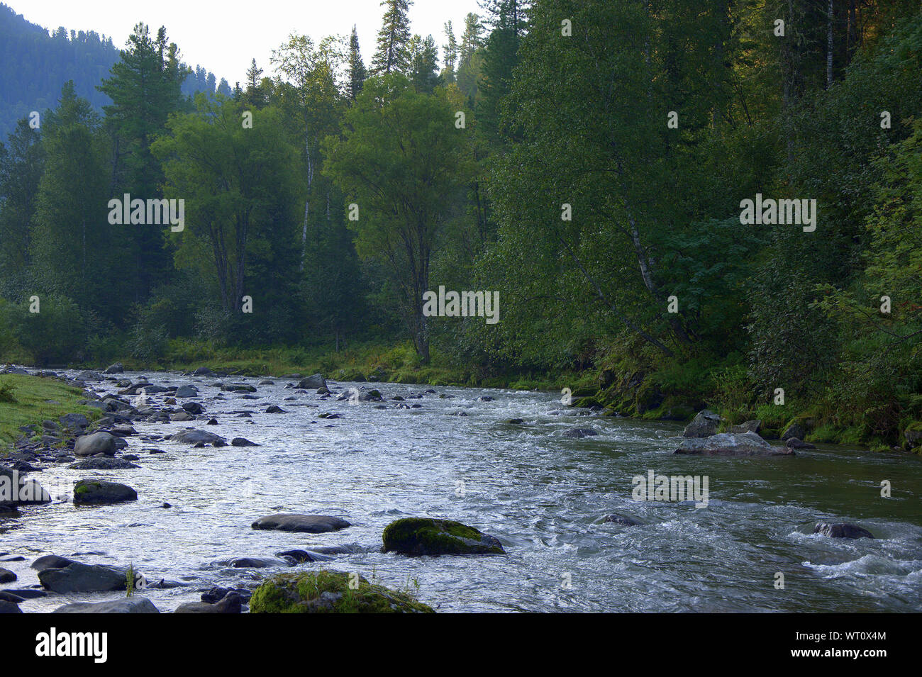 A shallow mountain river flowing through a coniferous forest. Altai ...