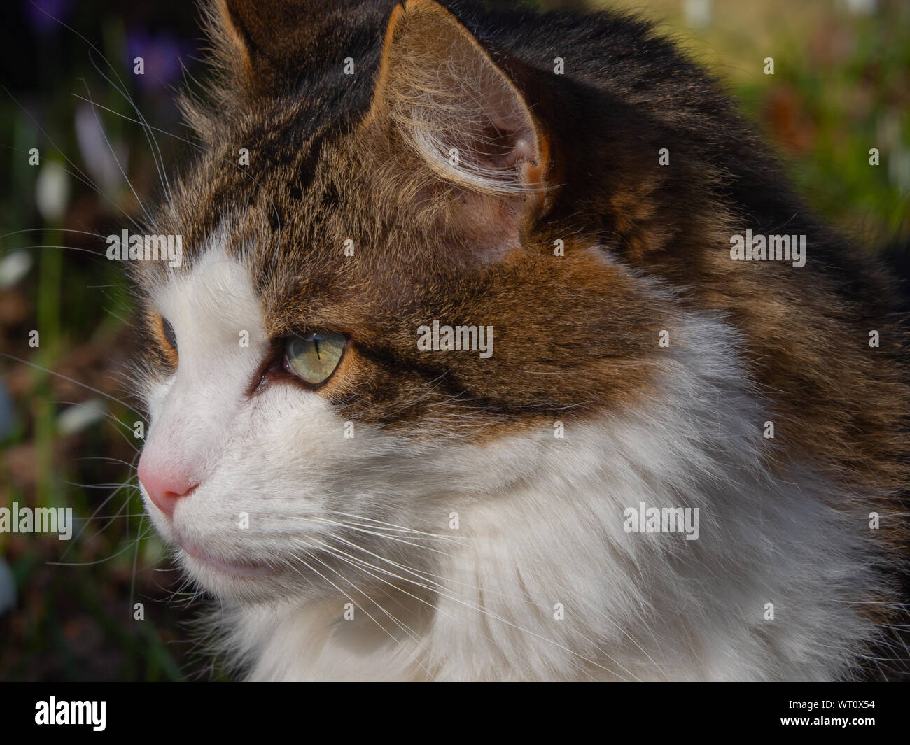 Tom snout hi-res stock photography and images - Alamy