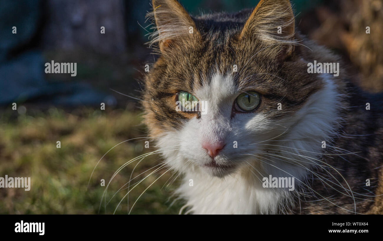 Tom snout hi-res stock photography and images - Alamy