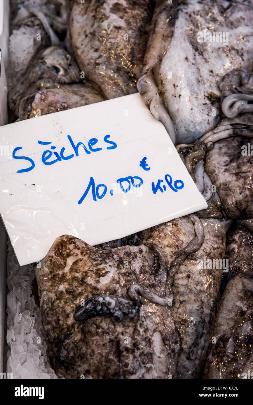 Fresh cuttlefish hi-res stock photography and images - Alamy