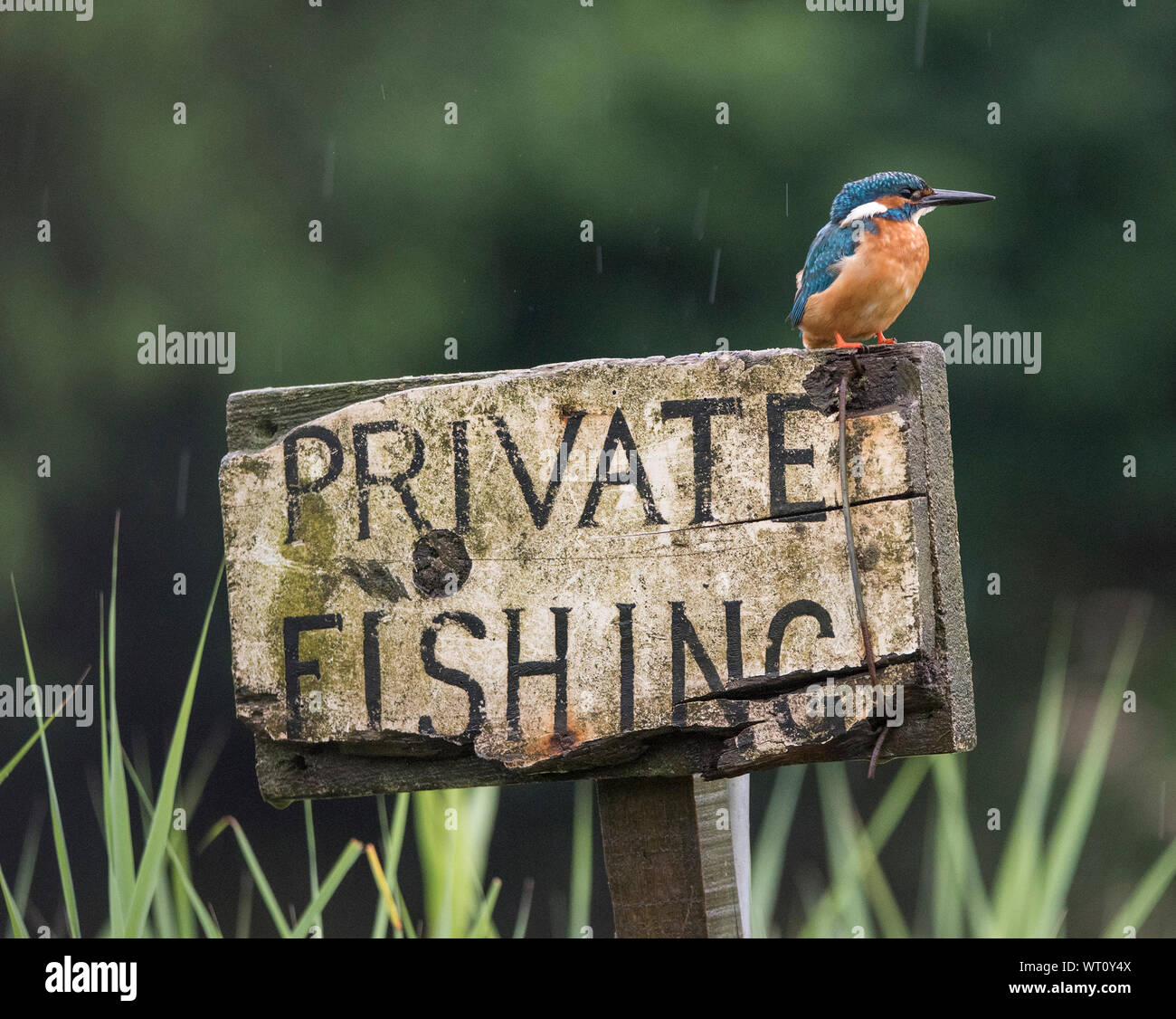 Kingfisher Perching On Information Sign Stock Photo - Alamy