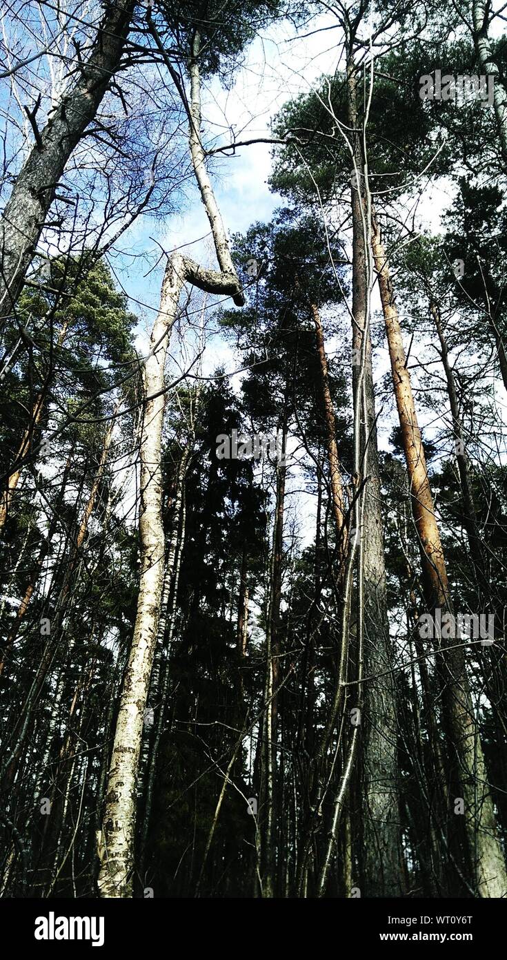 Tall growing trees hi-res stock photography and images - Alamy