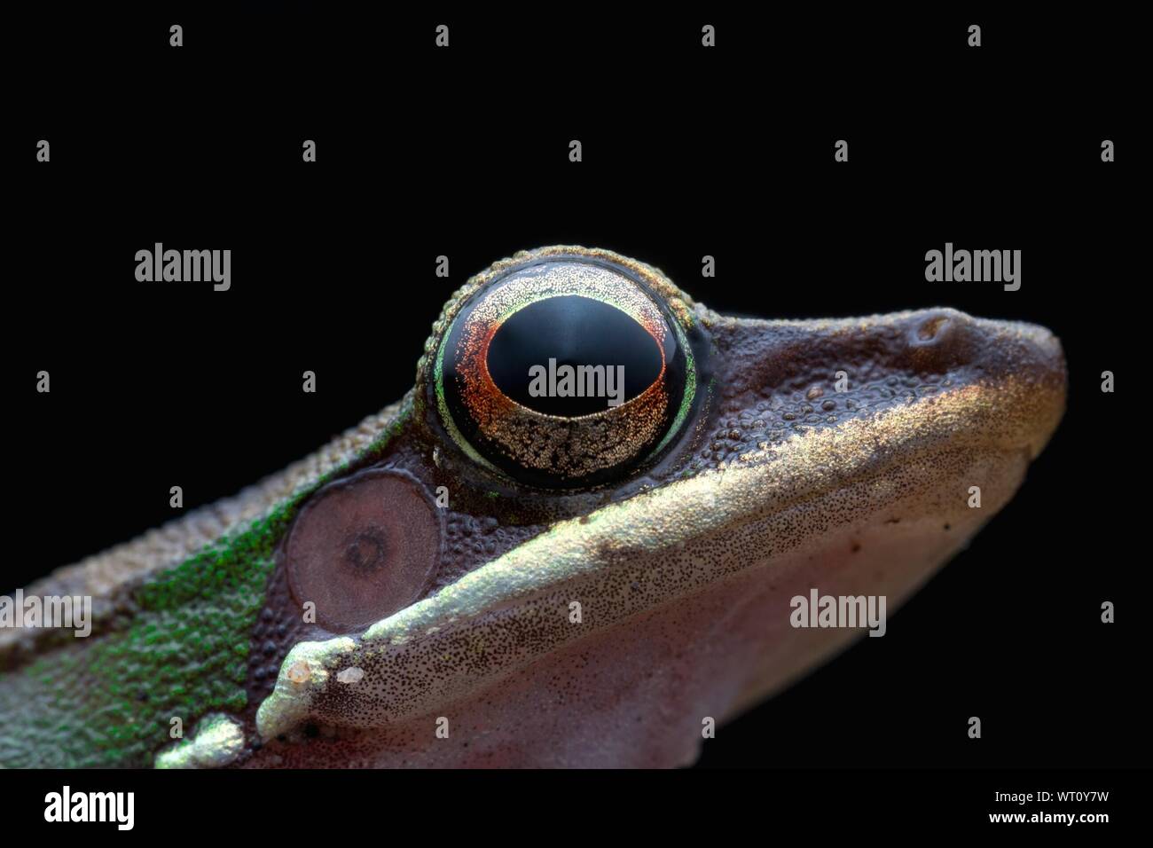 Frog close up skin hi-res stock photography and images - Alamy