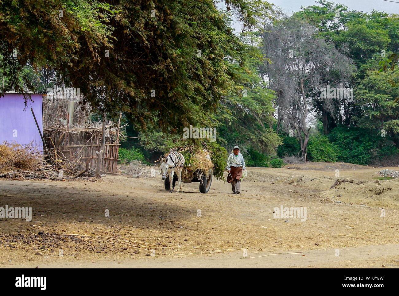 Rear of donkey hi-res stock photography and images - Alamy
