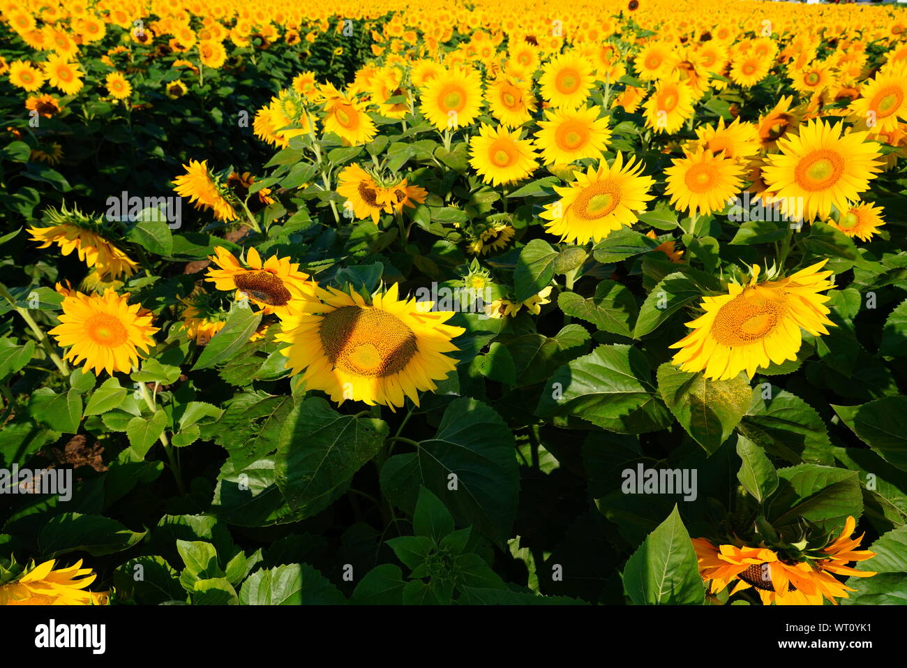 Close up of beautiful Sunflowers out on Kelley Country Creamery ...
