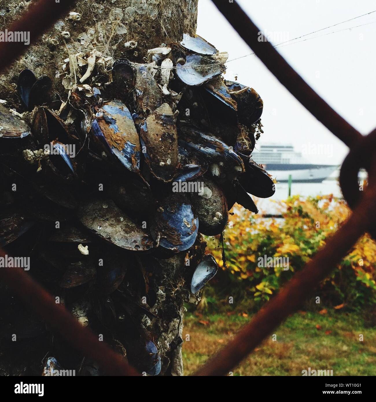 Dirty Shells High Resolution Stock Photography and Images - Alamy