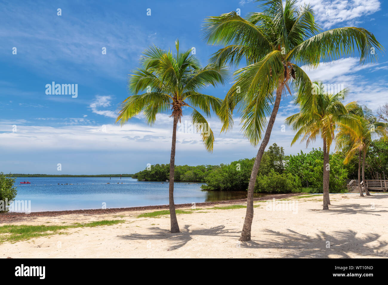 Palm trees on a tropical beach in Florida Keys Stock Photo - Alamy