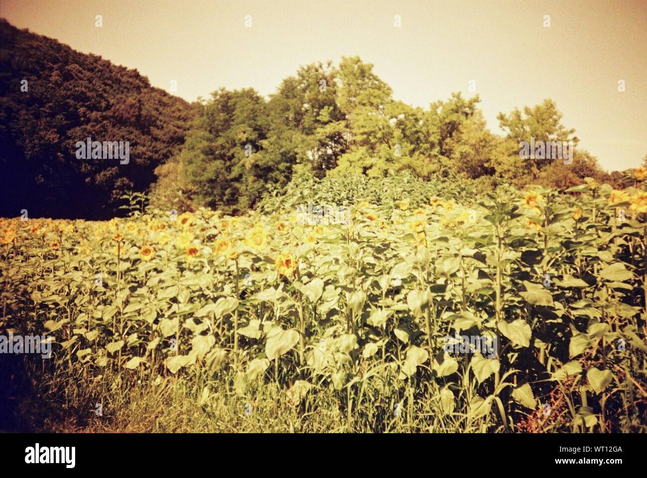 Tree trees small field hi-res stock photography and images - Alamy