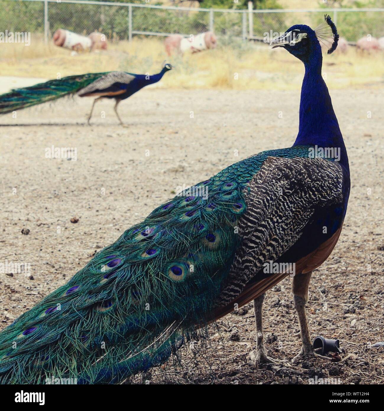 Two Male Peacocks High Resolution Stock Photography and Images - Alamy