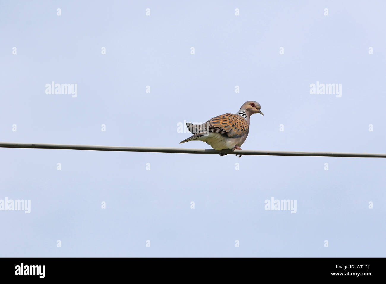 Turtle dove Latin name streptopelia turtur adult very close to not a ...