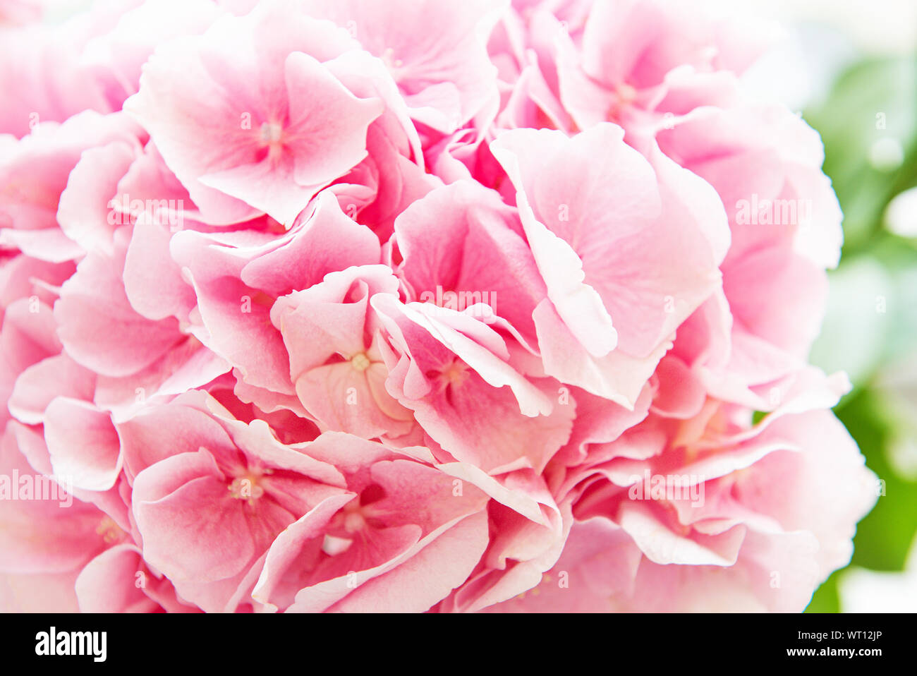 Pink flowers of hydrangea close-up. Natural hydrangea flowers ...