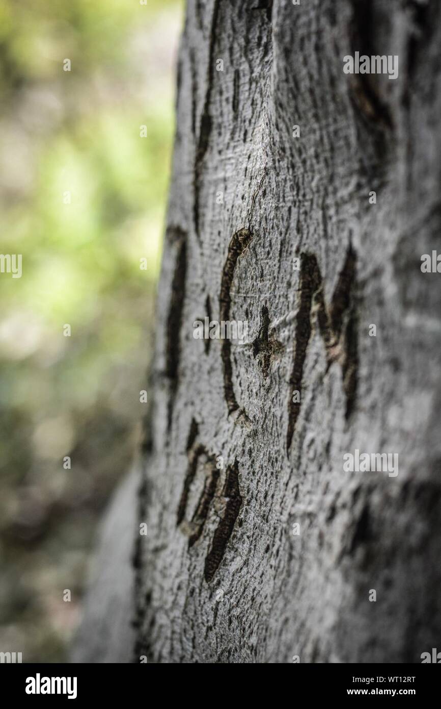Letters carved into tree hi-res stock photography and images - Alamy