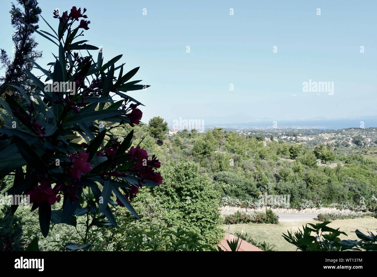 plants, trees, garden, landscape, field Stock Photo - Alamy