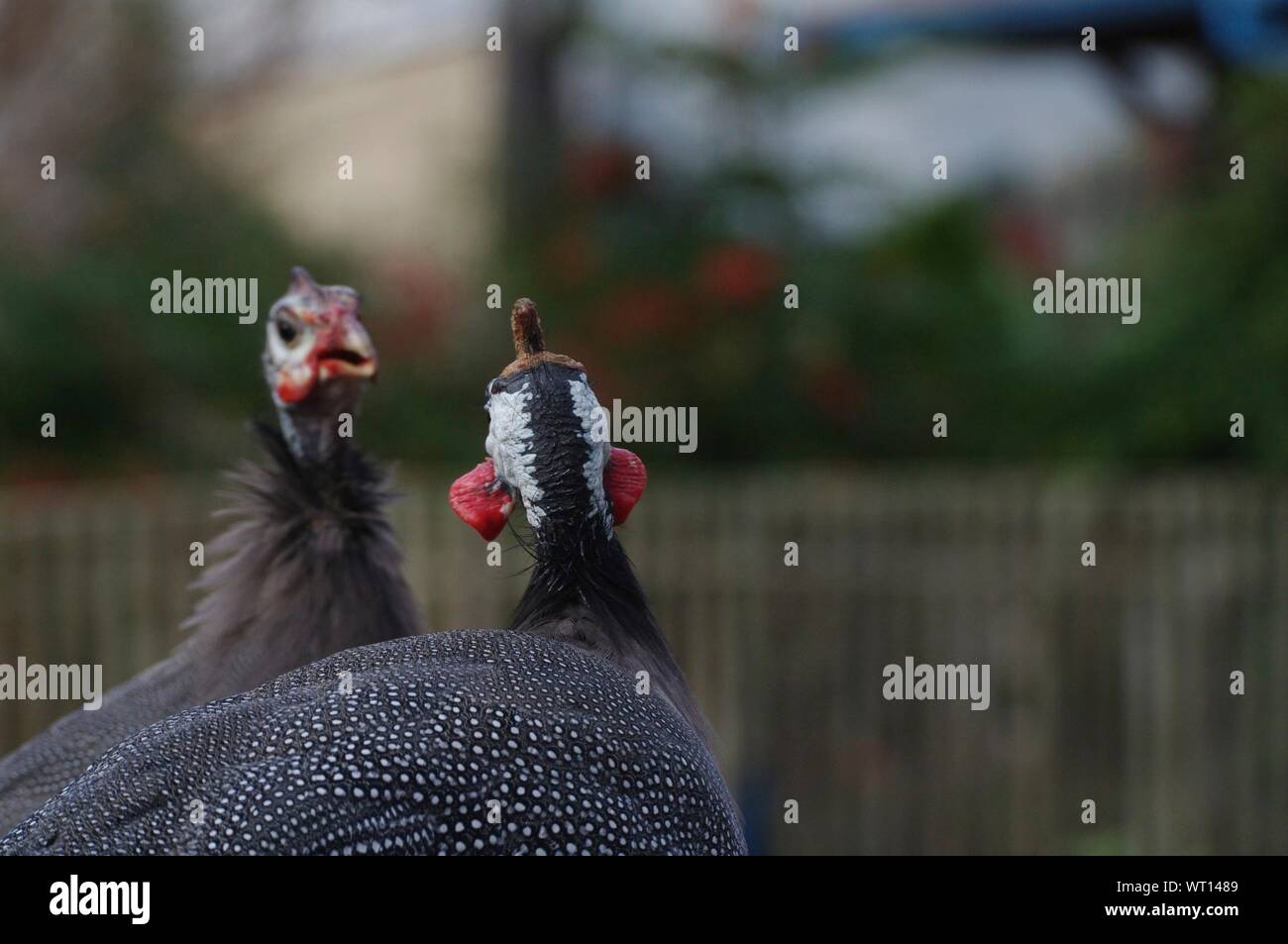 Fowls High Resolution Stock Photography and Images - Alamy