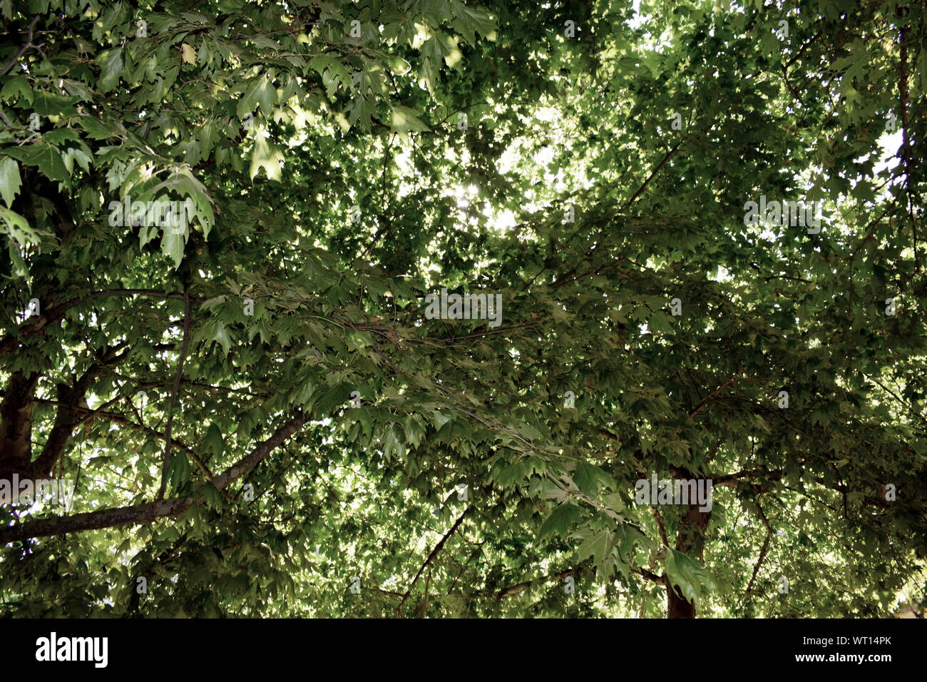 plants, trees, garden, landscape, field Stock Photo - Alamy