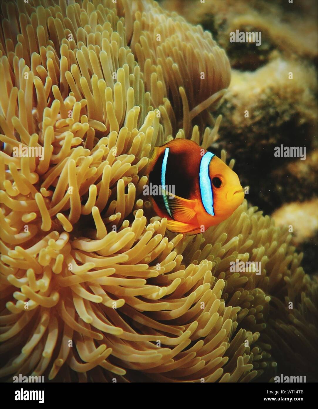 Underwater view of clownfish and anemone hi-res stock photography and ...