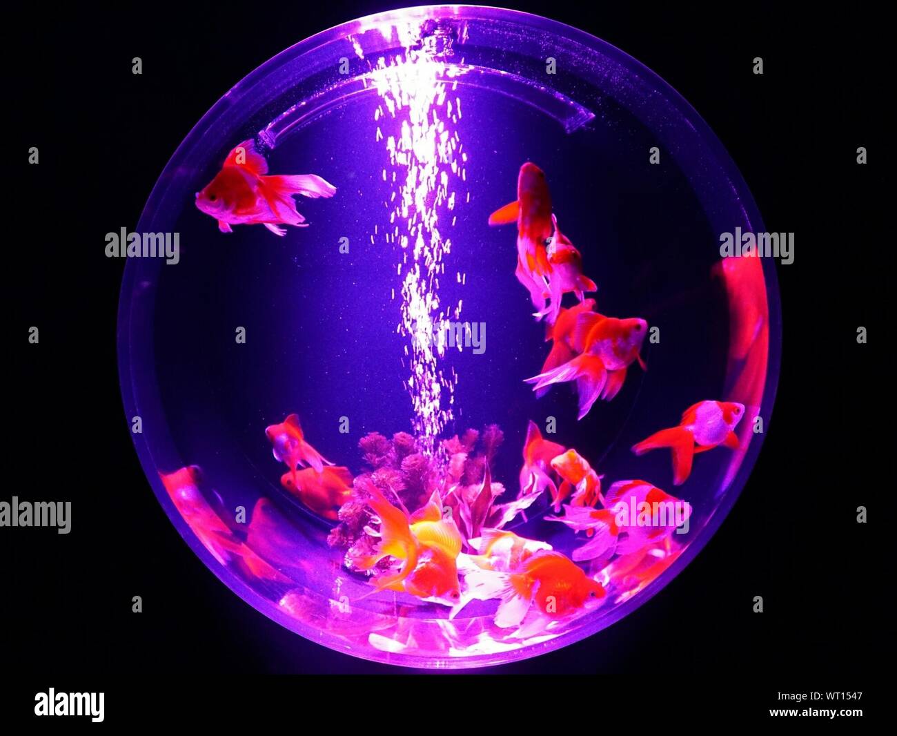 Fishbowl background hi-res stock photography and images - Alamy
