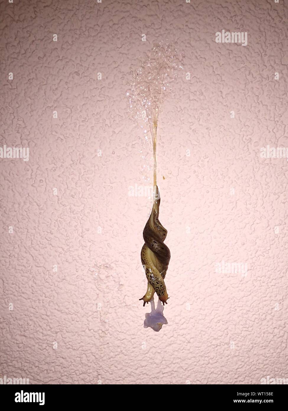 Mating Slug High Resolution Stock Photography and Images - Alamy