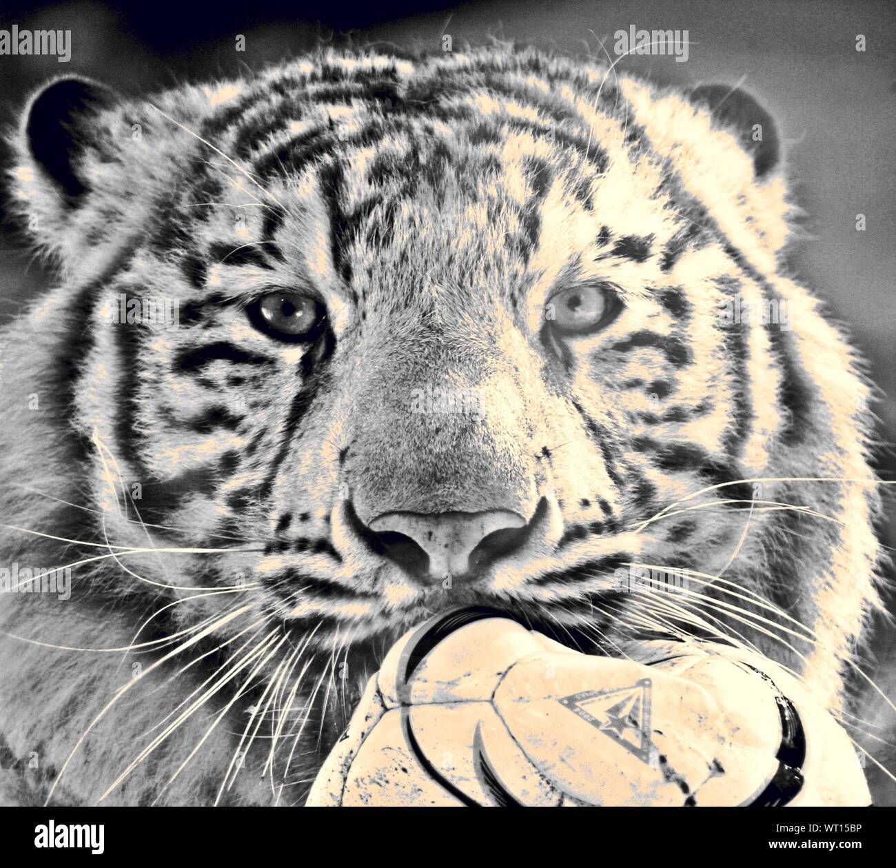 Animals playing football hi-res stock photography and images - Alamy