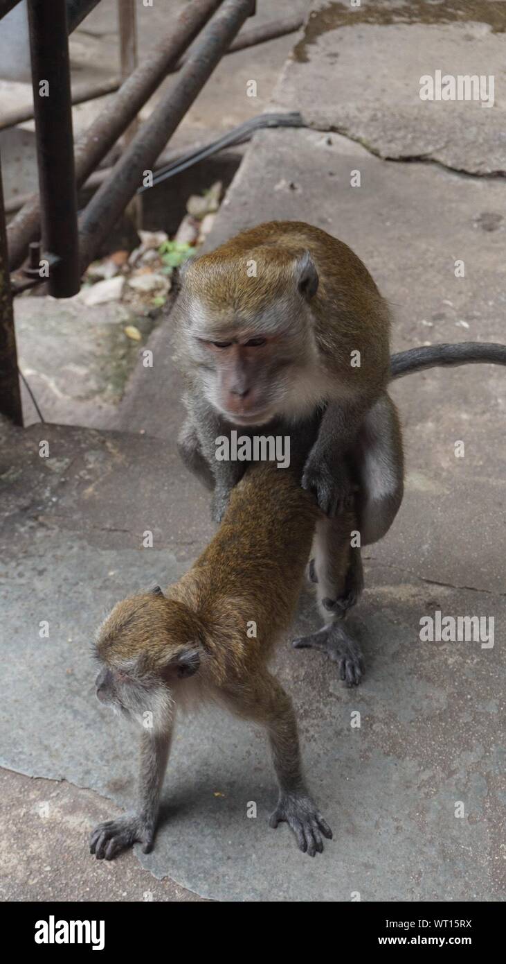 Mating monkeys hi-res stock photography and images - Alamy