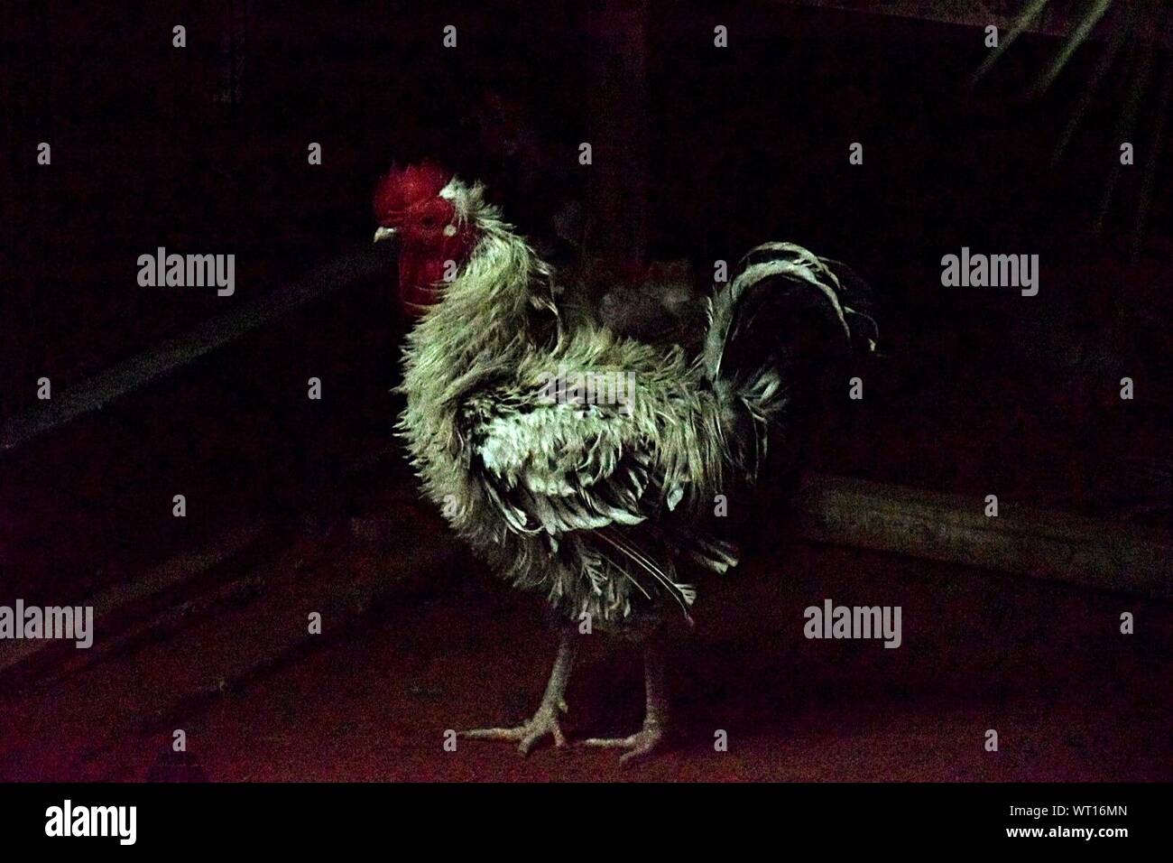 Side view rooster hi-res stock photography and images - Alamy