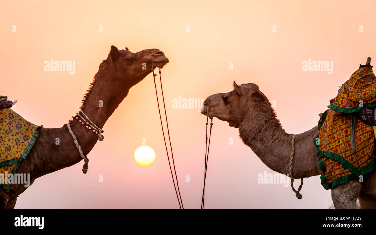 Thar desert animal not camel hi-res stock photography and images - Alamy
