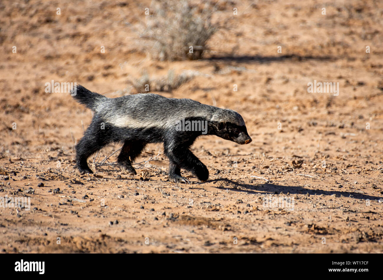 A Honey Badger in Southern African savanna Stock Photo - Alamy