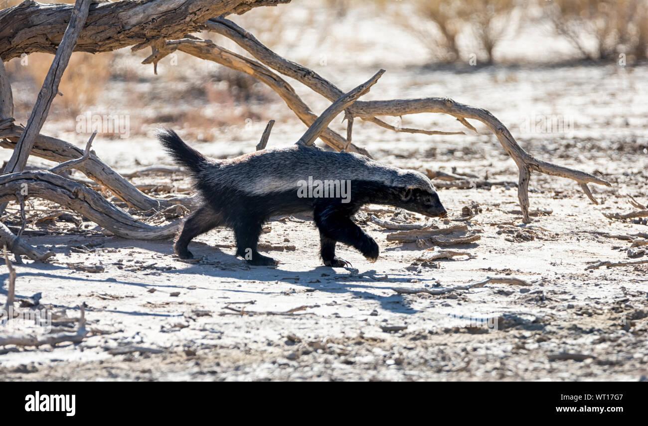 A Honey Badger in Southern African savanna Stock Photo - Alamy