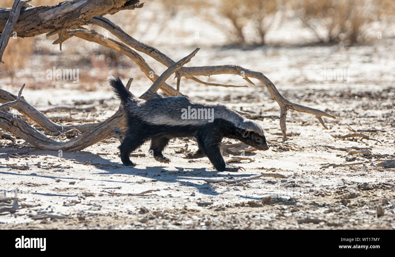 A Honey Badger in Southern African savanna Stock Photo - Alamy