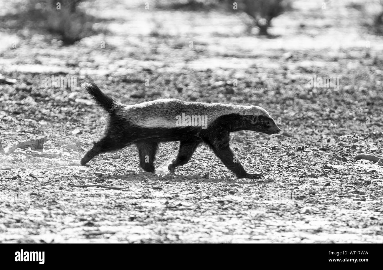 Honey Badger Black And White