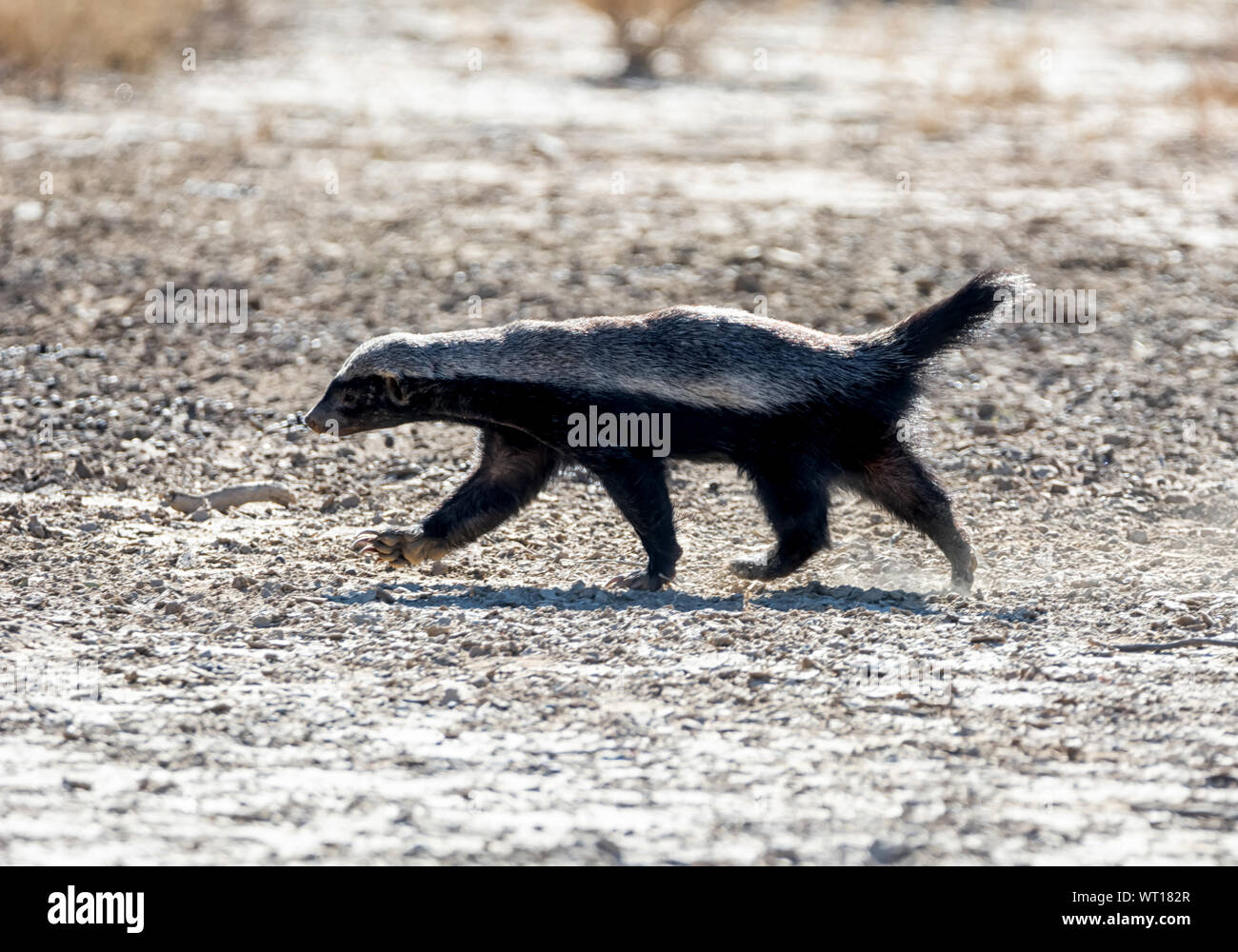African Honey High Resolution Stock Photography and Images - Alamy