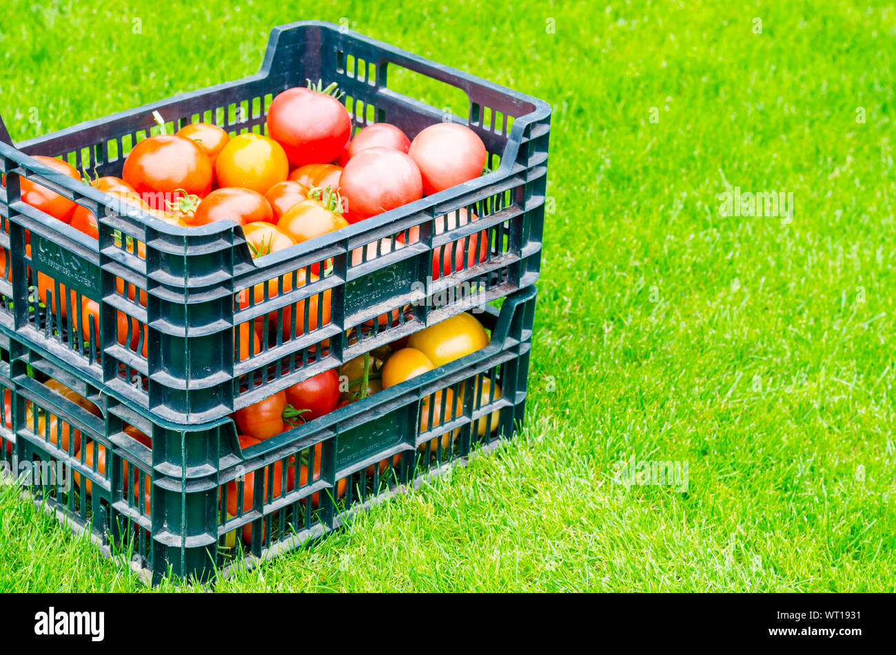Crates with ripe tomatoes stand on the grass, harvesting, summer ...