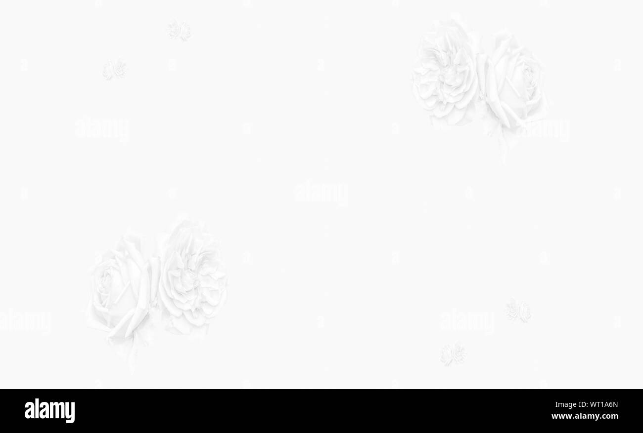 Monochrome watermark macro of rose blossoms, white background,detailed ...
