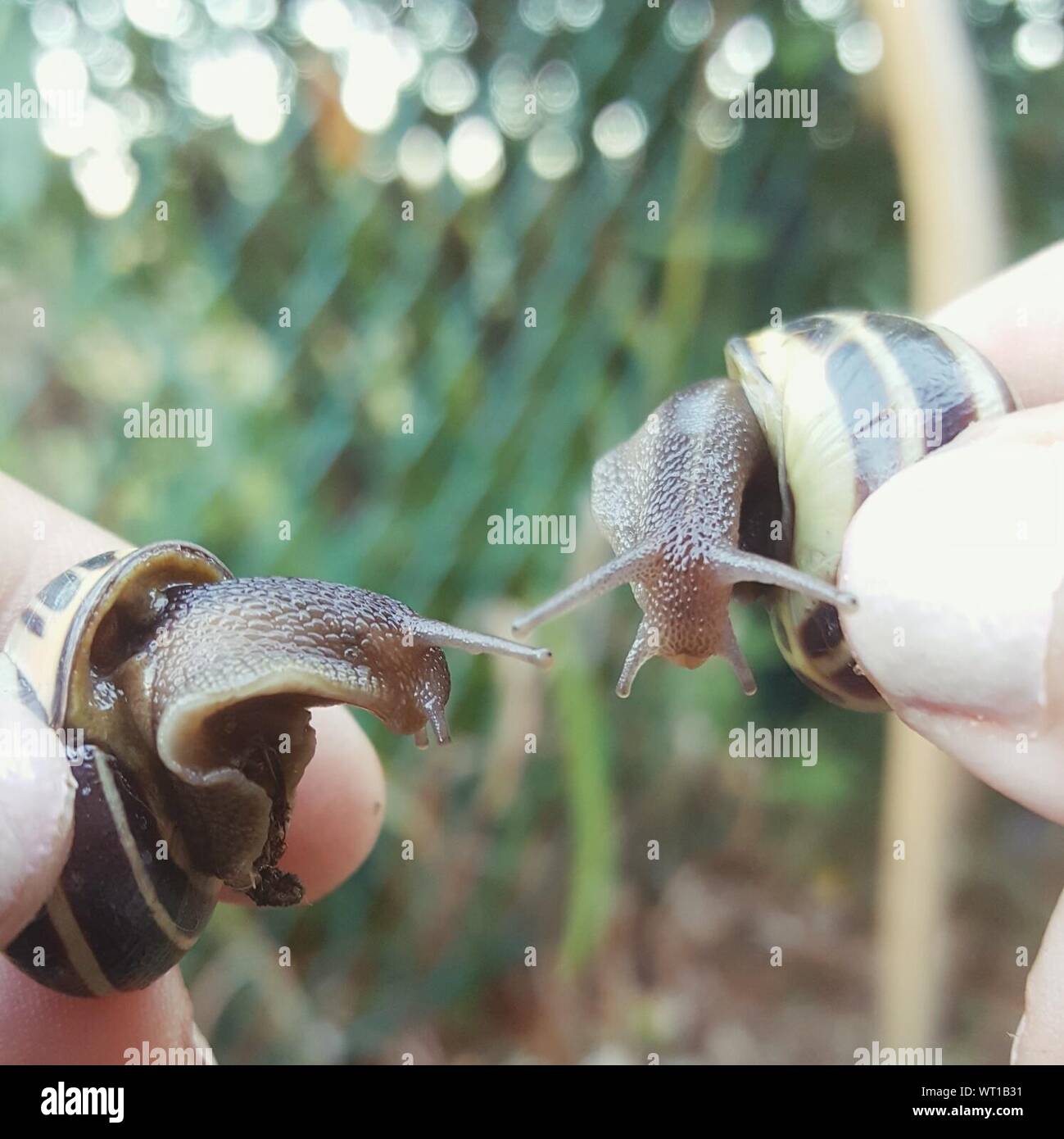 Hand Holding Snails High Resolution Stock Photography and Images - Alamy