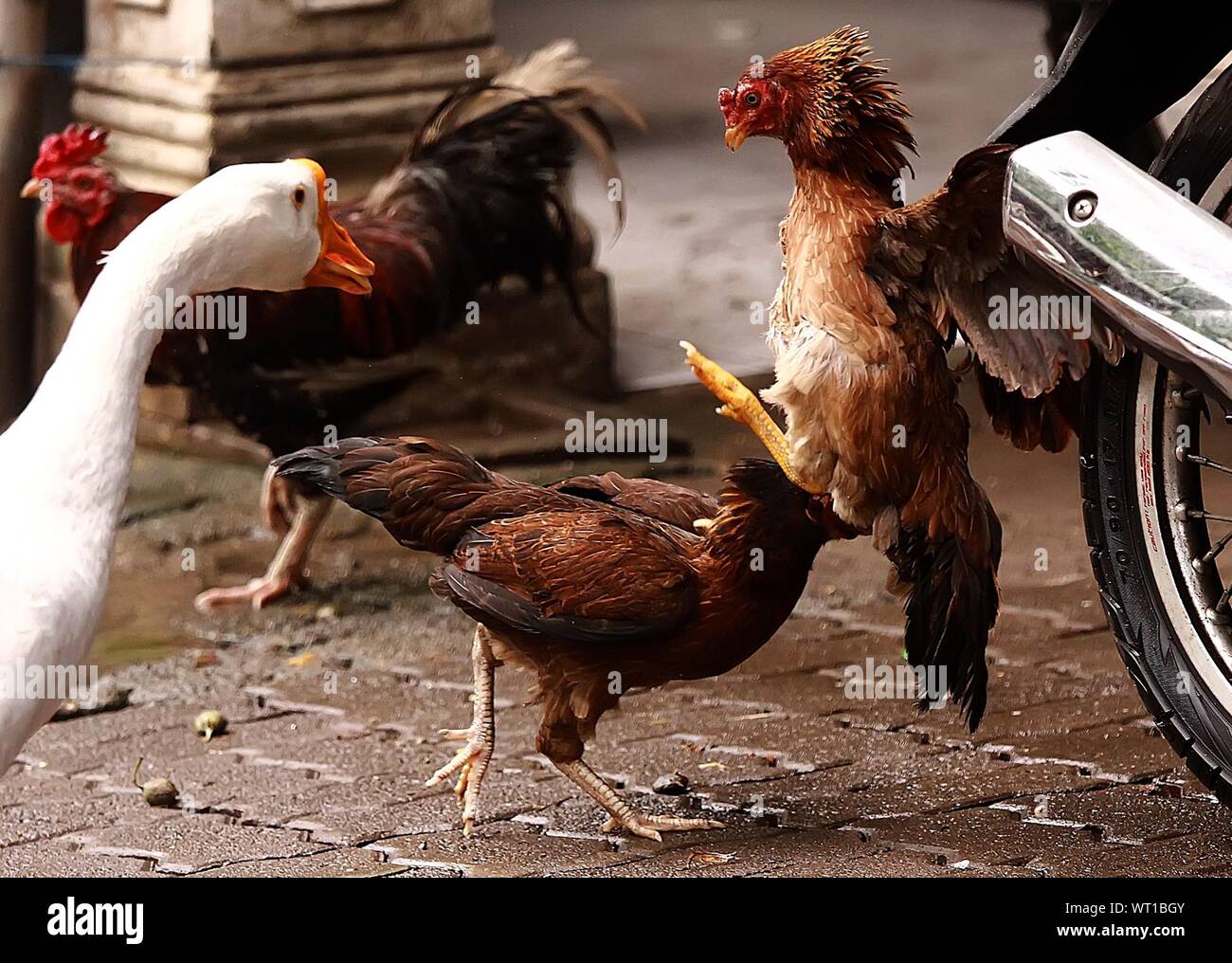 Motorcycle chicken hi-res stock photography and images - Alamy