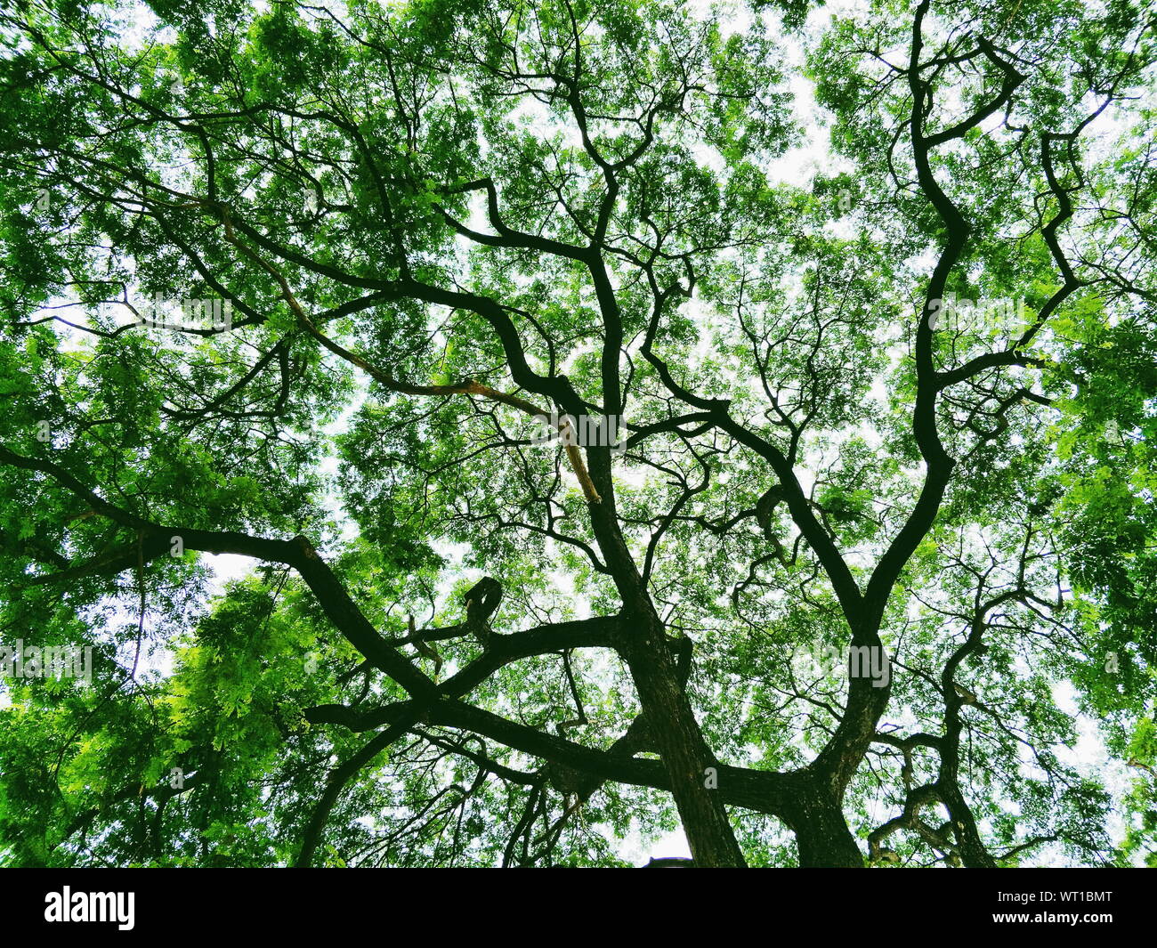 Above of the tree for background Stock Photo - Alamy